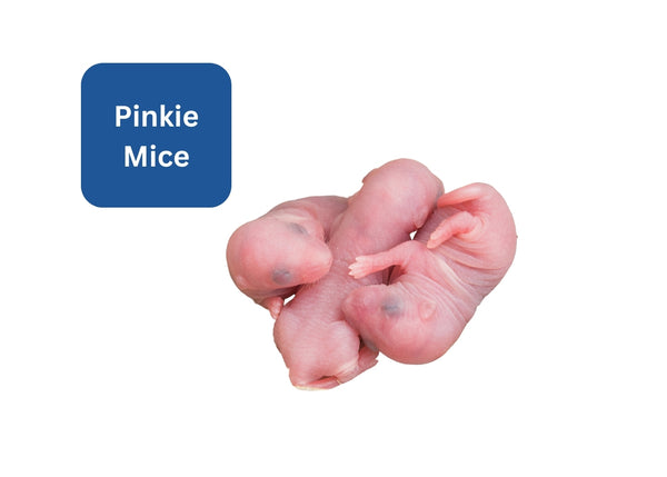 Shop Reptile Food | Frozen Mice - Pinkie – Coburg Aquarium