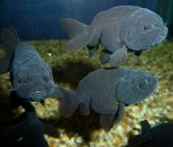 BLACK RANCHU – Coburg Aquarium