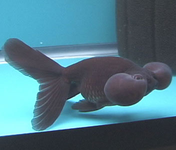 BUBBLE EYE BLACK – Coburg Aquarium