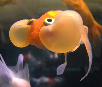 BUBBLE EYE – Coburg Aquarium