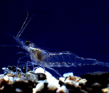 GLASS SHRIMP – Coburg Aquarium