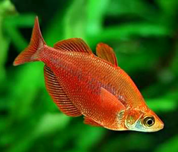 RED RAINBOW MALES – Coburg Aquarium