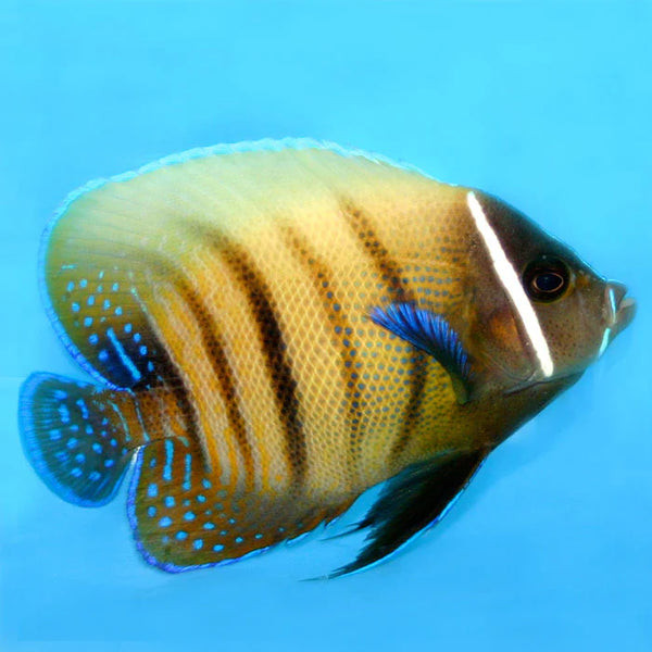 Six Bar Angel - Adult – Coburg Aquarium