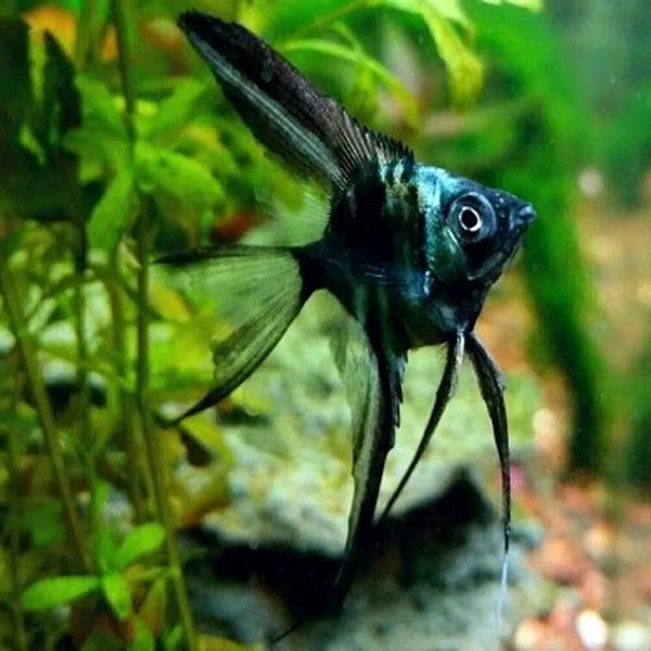 Angelfish - Green Avatar – Coburg Aquarium
