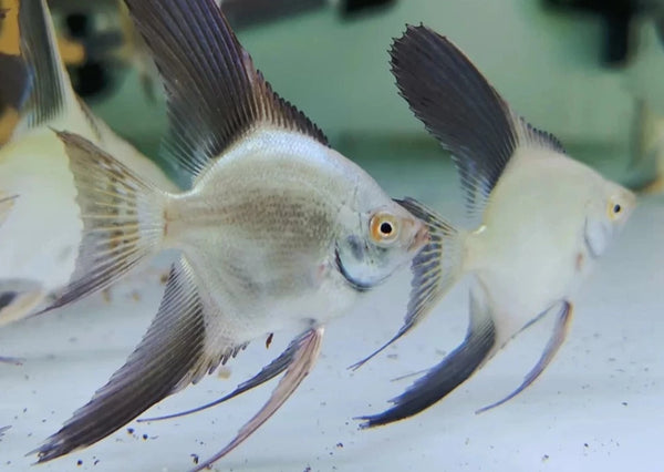 Angelfish Bulgarian | Buy Freshwater Angelfish Online – Coburg Aquarium