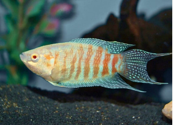 Shop Live Fish | Paradise Fish - Albino – Coburg Aquarium