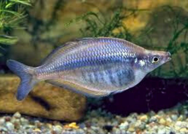 Shop Live Fish | Barred Rainbow - Clearwater Ck. C. fasciata – Coburg ...