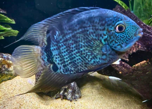 Shop Live Fish | Blue Severum Cichlid|Coburg Aquarium