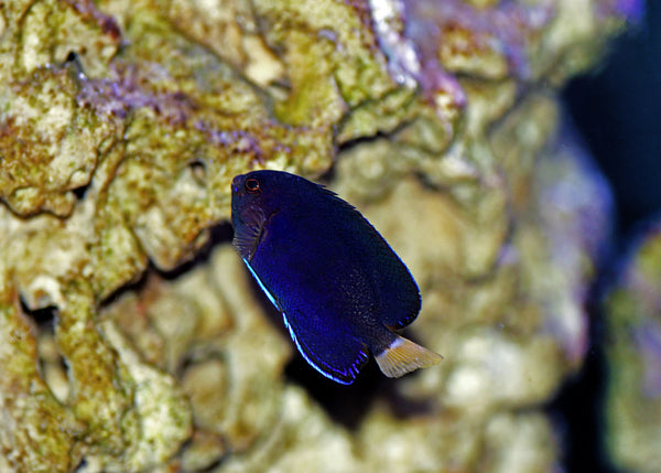 Shop Marine Fish | White Tail Pygmy Angelfish – Coburg Aquarium