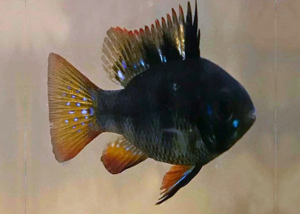 Shop Live Fish | Ram Dark Knight Balloon – Coburg Aquarium