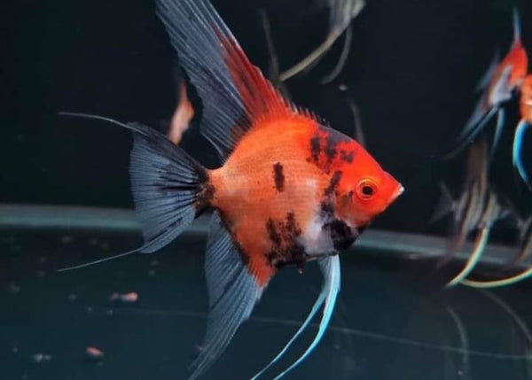 Shop Live Fish | Angelfish - Koi Red Devil – Coburg Aquarium