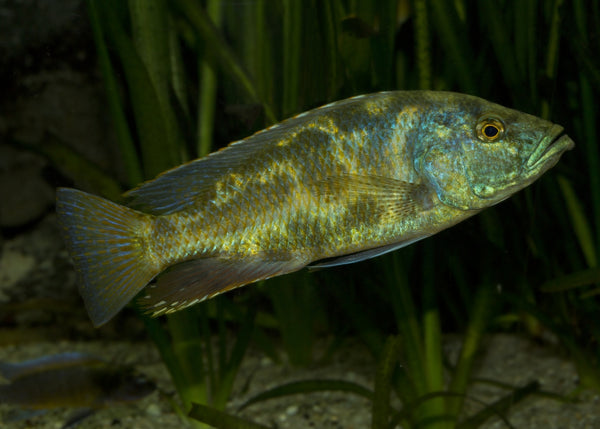 Polystigma Cichlid - Nimbochromis polystigma|Coburg Aquarium|Shop Fish