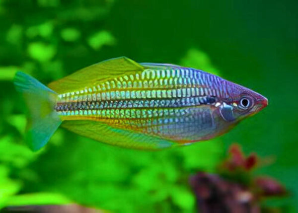 Shop Live Fish | Papuan Rainbowfish – Coburg Aquarium