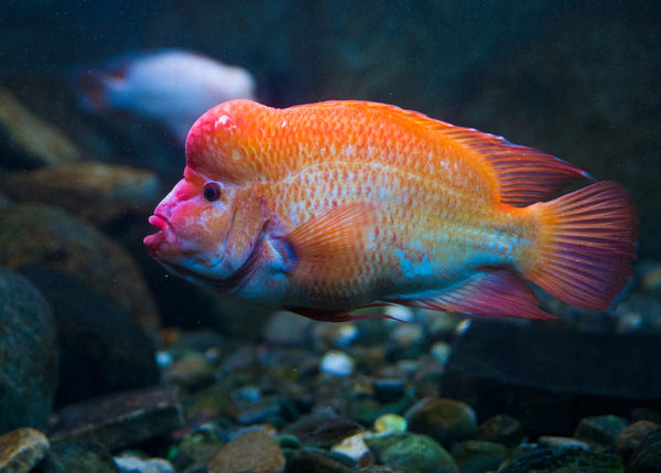 Coburg Aquariun|Shop Live Fish|Red Devil - Special 4 for $80 – Coburg ...