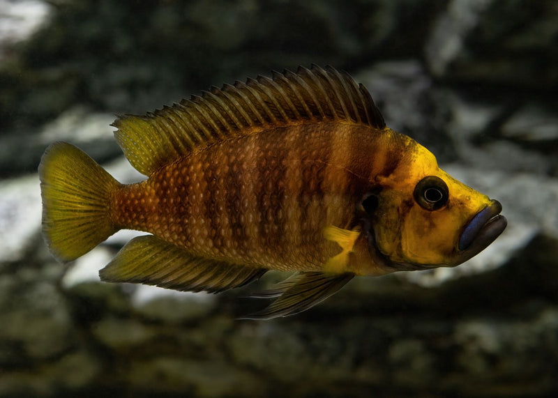 Compressiceps Cichlid