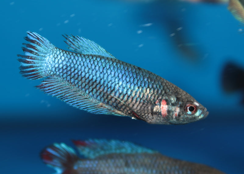 How To Identify Female Fighter Fish The Shocking Truth About Betta