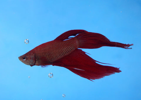 Red Betta Fish Crowntail Red, White, And Blue Male Betta Fish