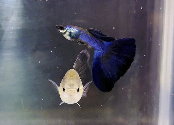 Freshwater Aquarium Fish | Live Bearers | Shop Guppy - Blue Moscow Pair ...