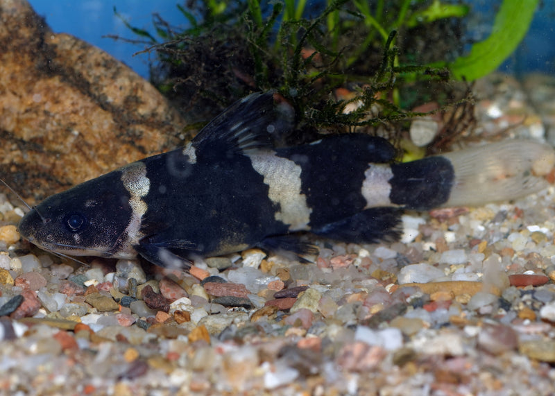 Bumblebee Catfish