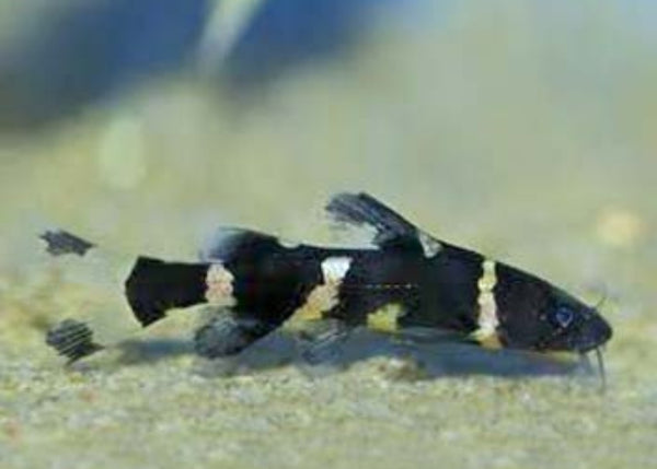 Coburg Aquarium | Shop Bumble Bee Catfish