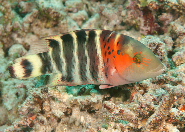 Coburg Aquarium | Wrasse - Red Breasted Maori