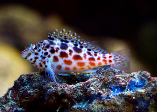 Hawkfish - Pixie – Coburg Aquarium