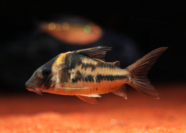 Tropical Aquarium Fish | Catfish | Shop Corydoras CW127 - Super ...