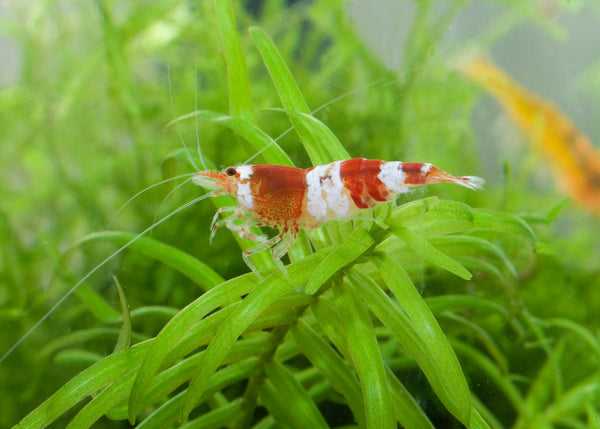 Crystal Shrimp | Freshwater Shrimp | Buy Aquarium Shrimp Coburg Aquarium