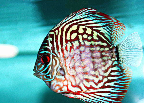 Discus Pigeon Blood – Coburg Aquarium
