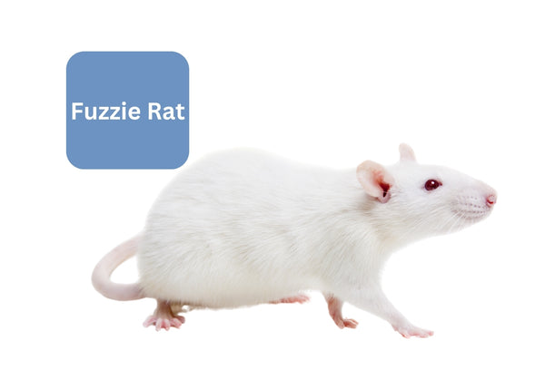 Shop Reptile Food | Frozen Rat - Fuzzie – Coburg Aquarium