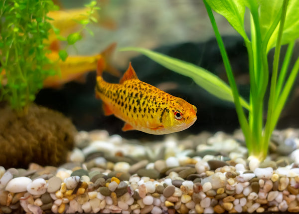 Golden Barb – Coburg Aquarium