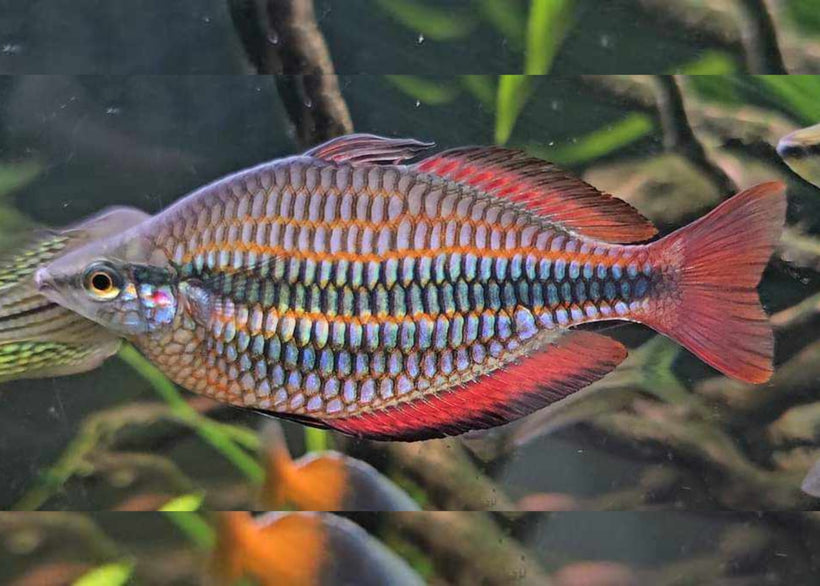 Coburg Aquarium | Shop Australian Native Fish