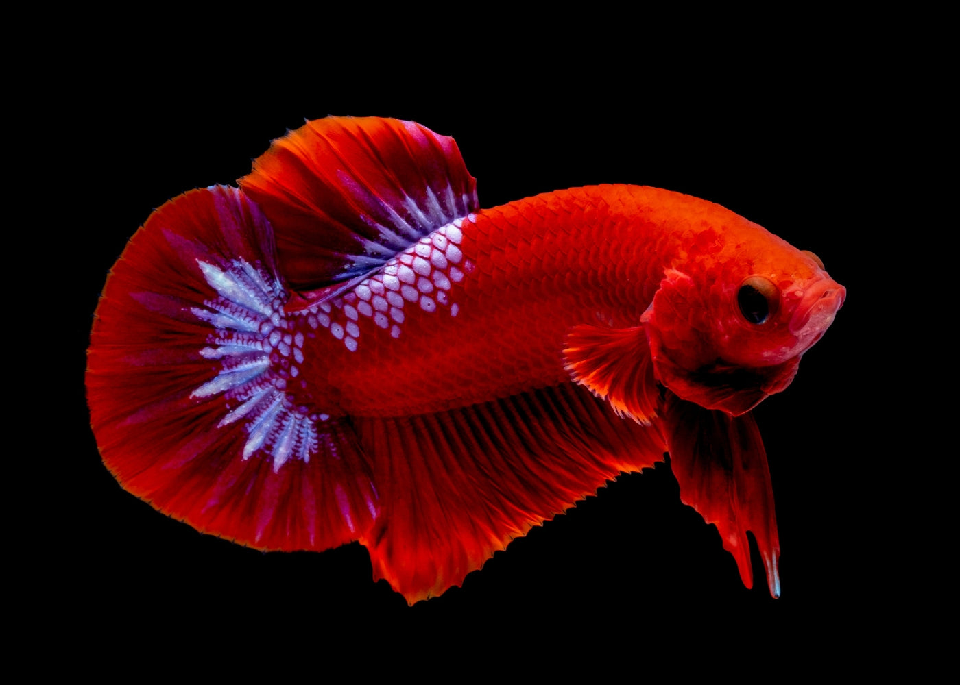Buy Aquarium Fish | Plakat Hellboy Male – Coburg Aquarium