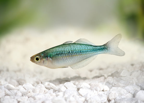 Coburg Aquarium | Melanotaenia Lacustris Rainbowfish