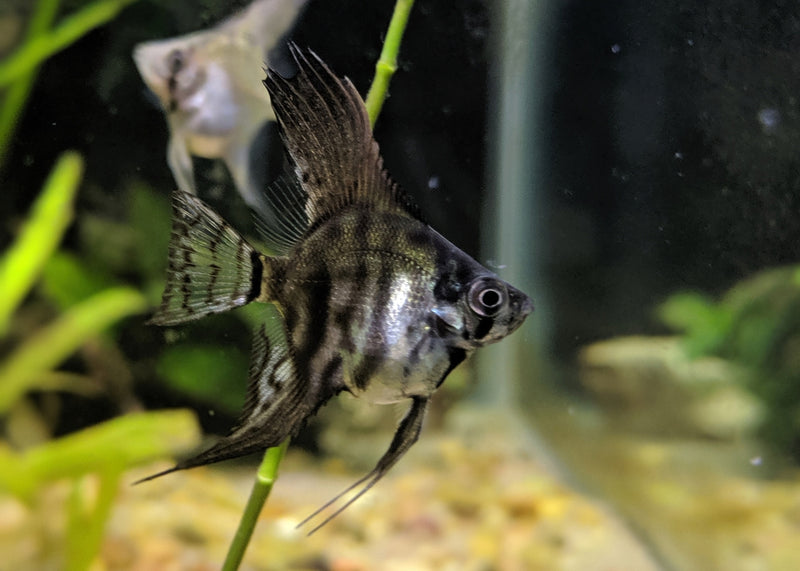 Leopard Angelfish How To Choose And Care For Freshwater Angelfish