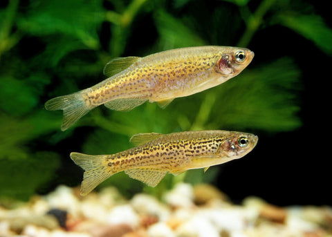 Leopard Danio Leopard Danio – FISHINABOX