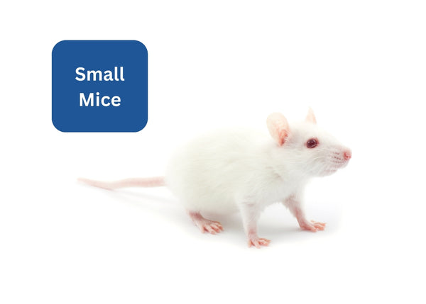 Frozen Mice - Small – Coburg Aquarium