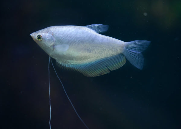 Shop Tropical Freshwater Aquarium Fish | Moonlight Gourami – Coburg ...