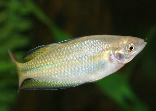 Murray Cod | Australian Native Fish | Shop Aquarium Fish – Coburg Aquarium