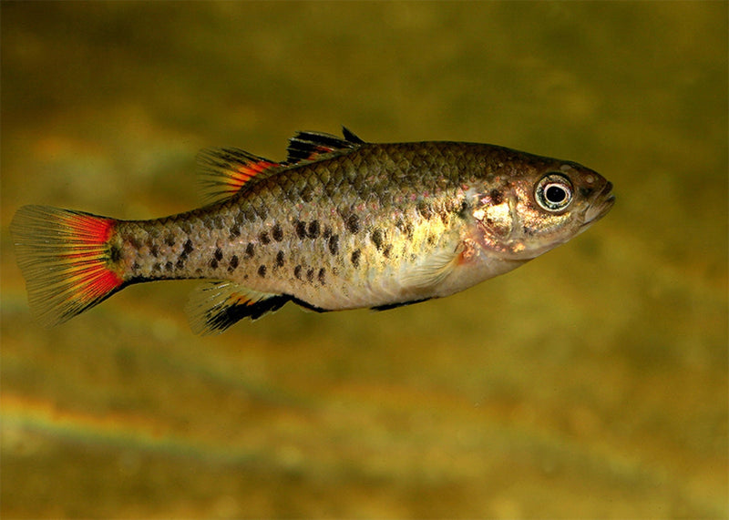 Coburg Aquarium | Shop Live Fish | Southern Pygmy Perch