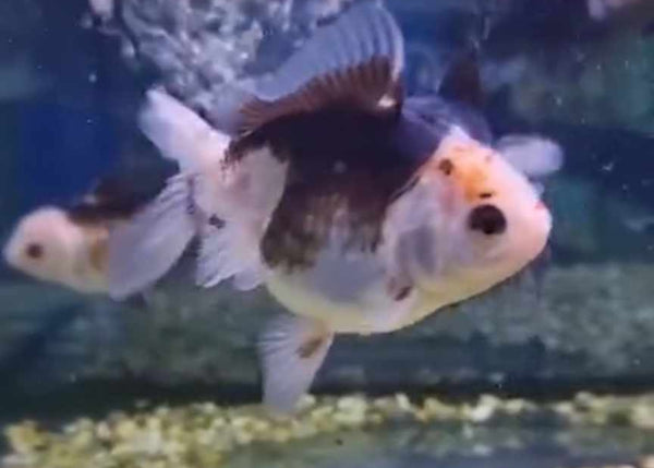 Shop Live Fish | Goldfish | Panda Oranda – Coburg Aquarium