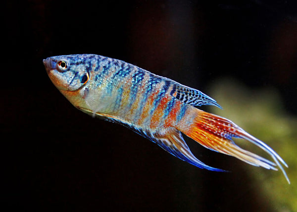 Paradise Fish – Coburg Aquarium