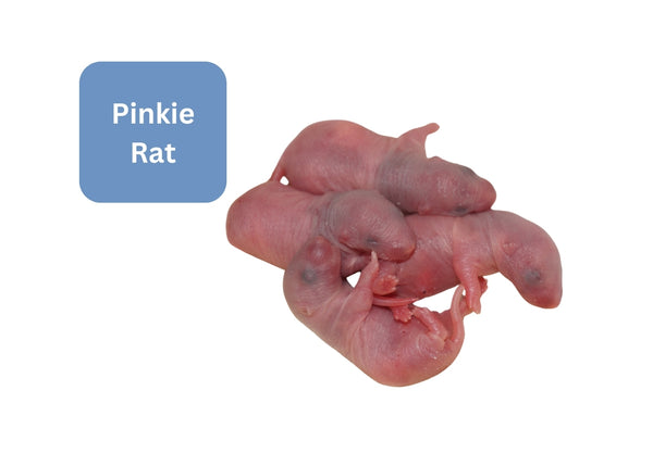Shop Reptile Food | Frozen Rat - Pinkie – Coburg Aquarium