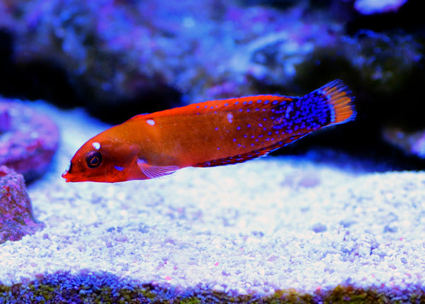 Wrasse - Red Coris Adult – Coburg Aquarium