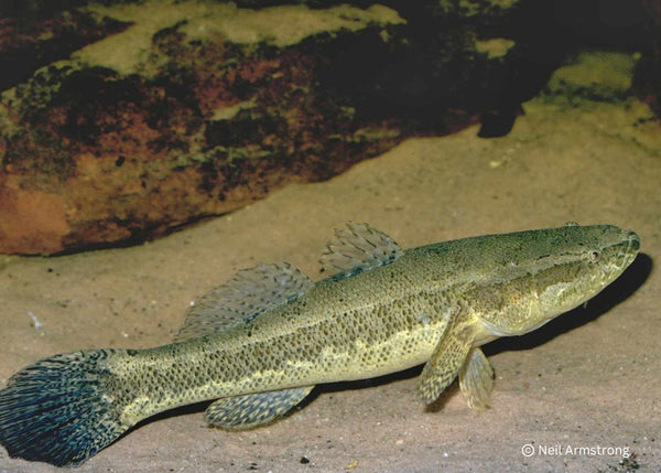 Coburg Aquarium | Sleepy Cod