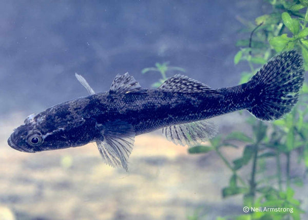 Coburg Aquarium | Sleepy Cod