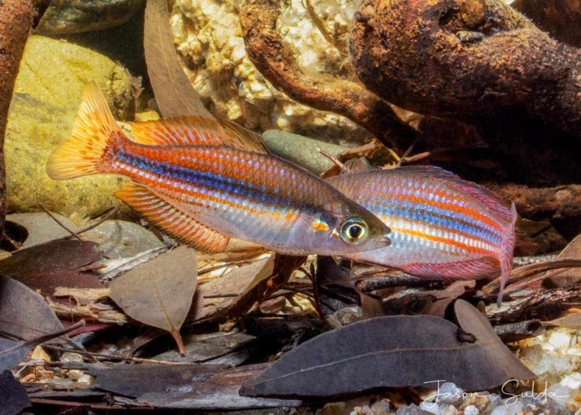 Coburg Aquarium | Shop Australian Native Fish