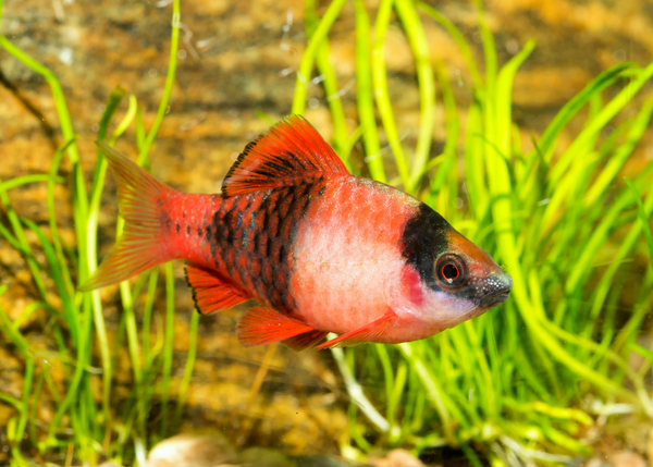 Panda Barb – Coburg Aquarium