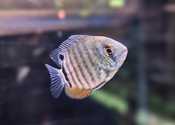 Shop Live Fish | Blue Severum Cichlid|Coburg Aquarium