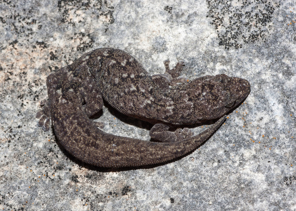 Shop Reptiles | Marbled Gecko – Coburg Aquarium